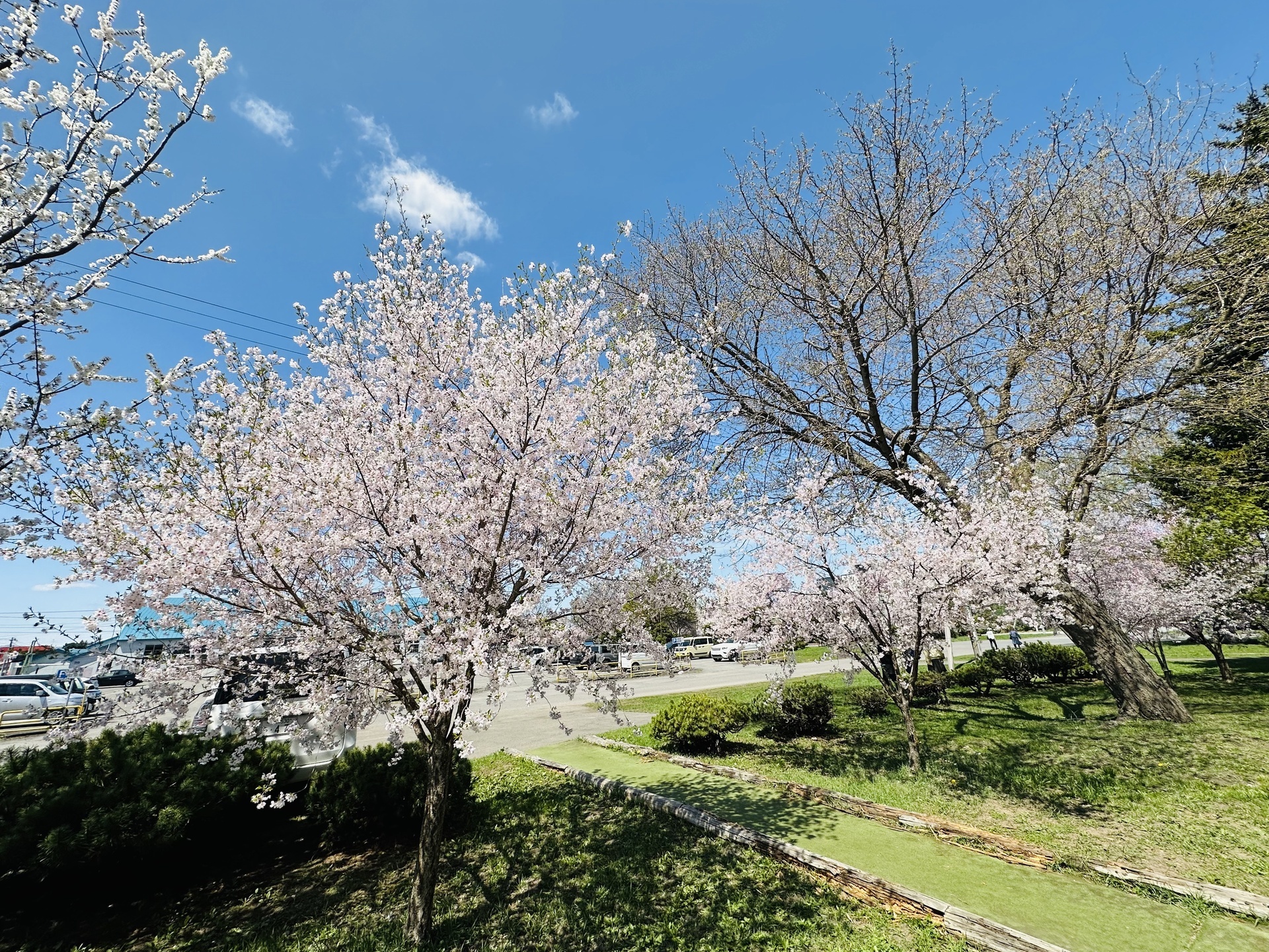 春うらら: ころころころりん3