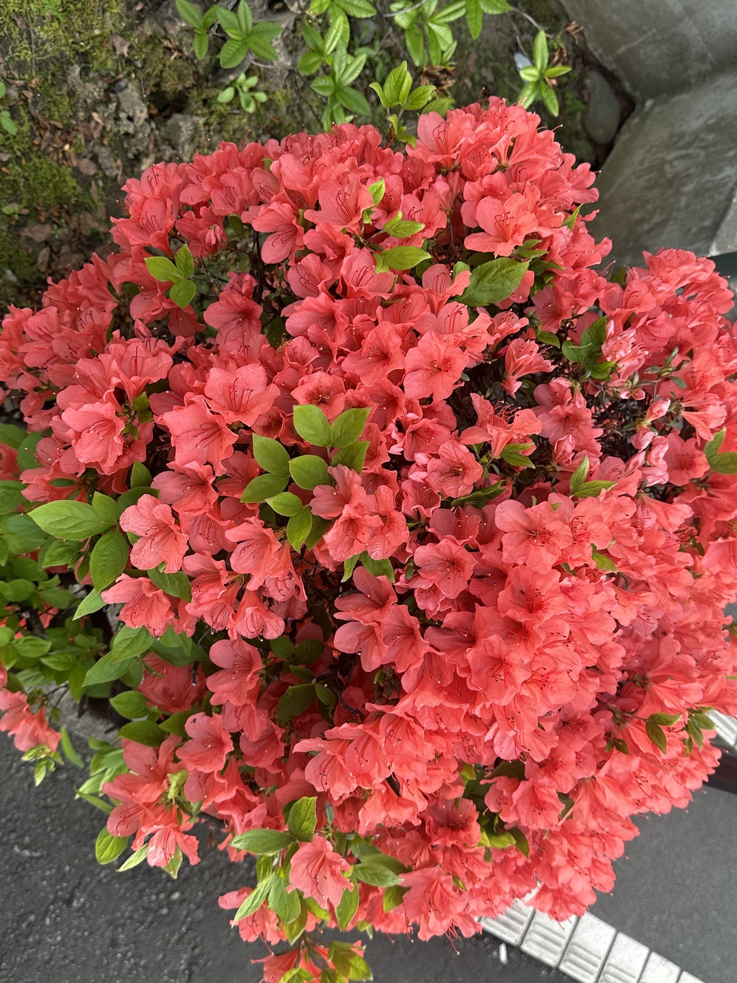 党首討論 : ころころころりん3